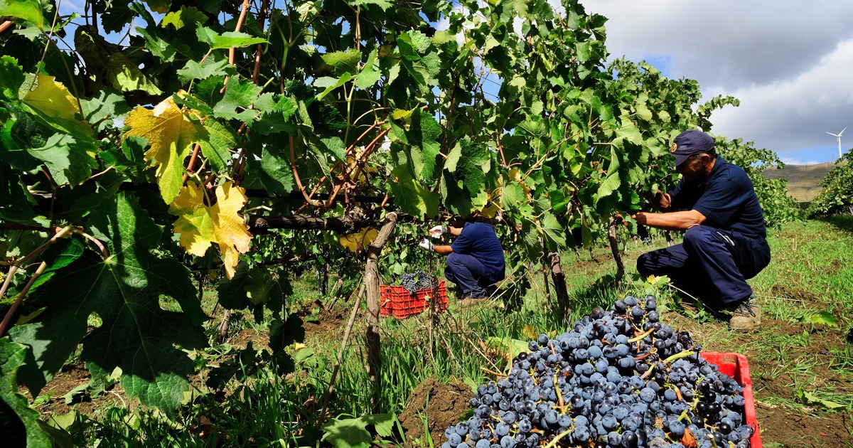 Fabrizio Vella | Alliance Wine