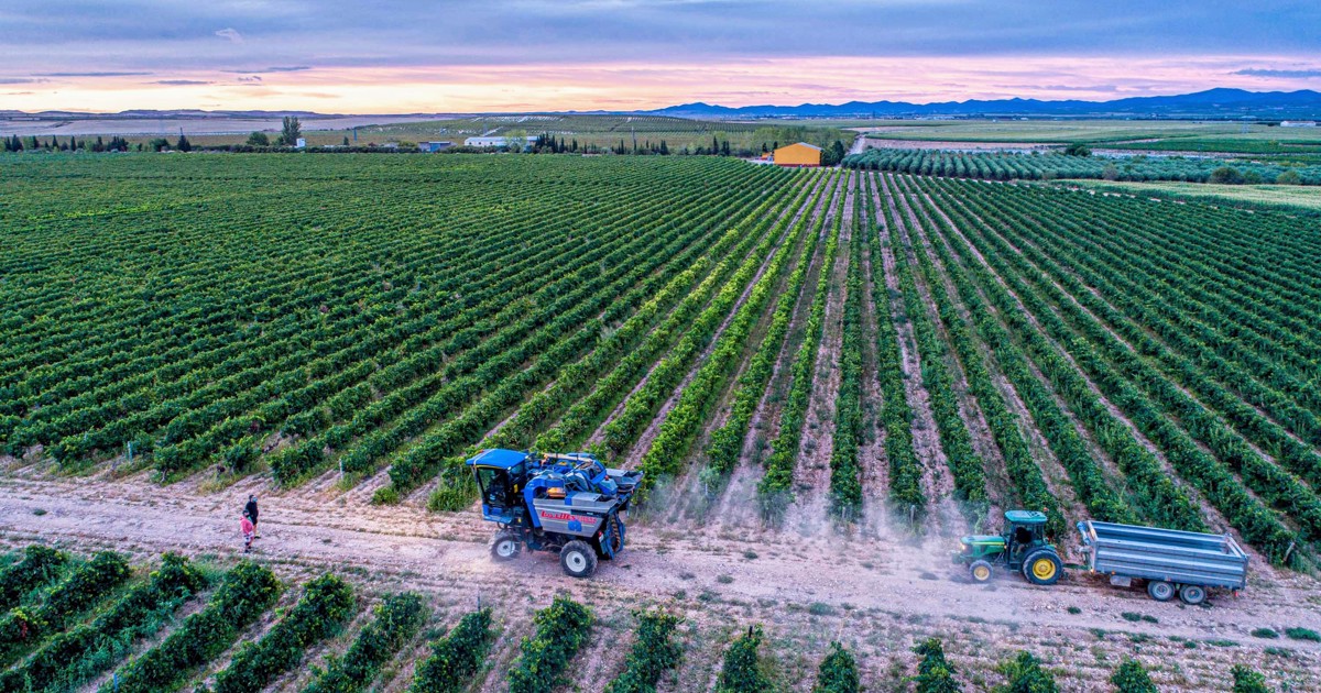 Luis Marin | Alliance Wine